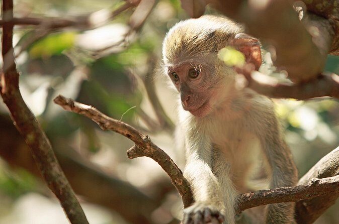 Monkey Feeding and Swimming with the Turtles Private Tour - The Sum Up