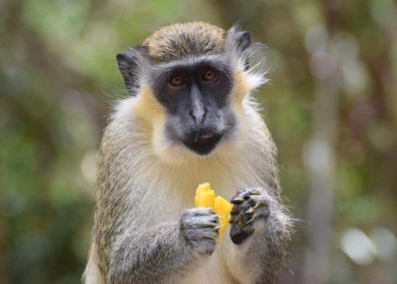 Monkey Feeding & Historic Sugar Plantation & Rum Distillery - Who Would Love This Tour?
