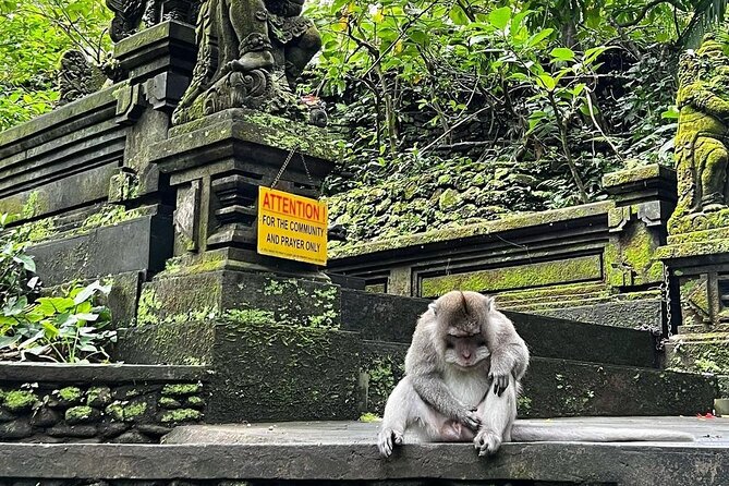 Monkey Forest, Rice Terrace & Water Temple Tour - The Sum Up