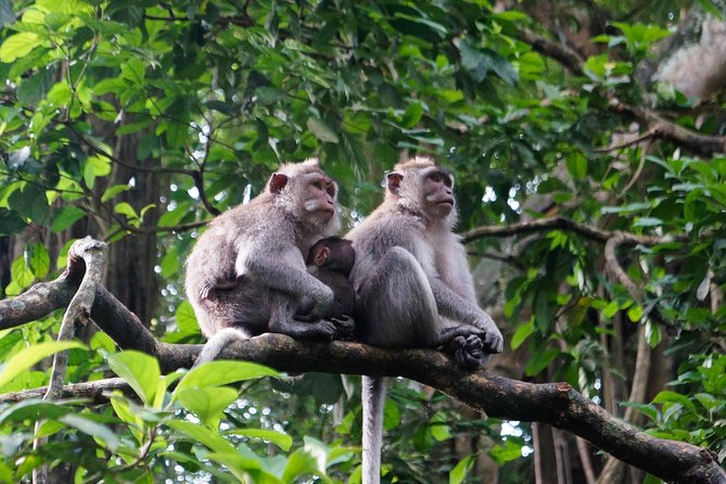 Monkey Forest, Ubud, Waterfall and Rice Terrace - Frequently Asked Questions