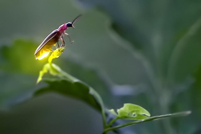 Monkey Hill, Eagle &Firefly Tour+Free Batu Caves Visit. - A Deep Dive into the Kuala Selangor Experience