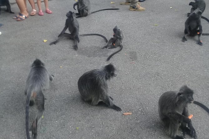 Monkey Hill, Eagle &Firefly Tour+Free Batu Caves Visit. - Practical Insights and Tips