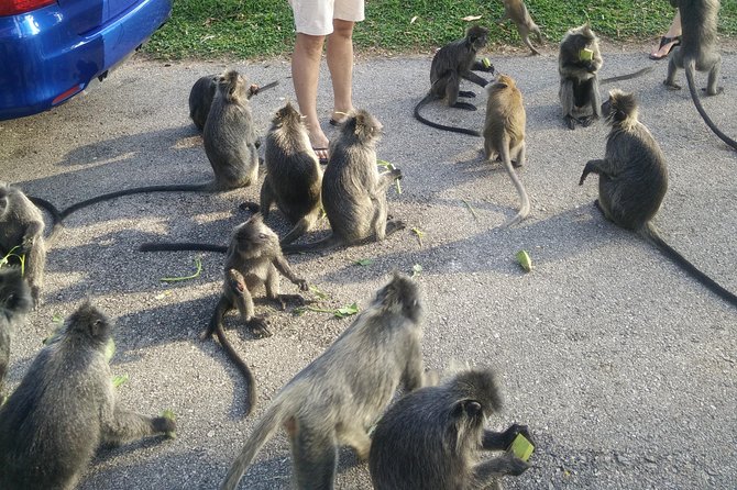 Monkey Hill, Eagle &Firefly Tour+Free Batu Caves Visit. - FAQ