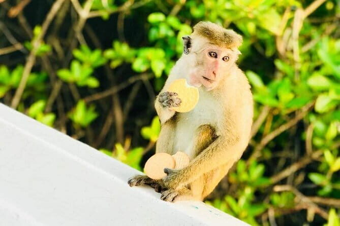 Monkey Island Boat Tour at Negombo Lagoon - Practical Tips for Your Trip