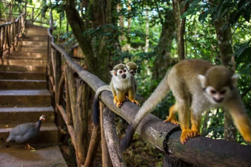 Monkey jungle tour + Transportation from cruise/hotel - The Experience’s Real Value