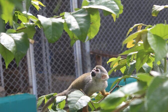 Monkey Magic and City Views in Puerto Plata - What Travelers Say (Based on Available Reviews)
