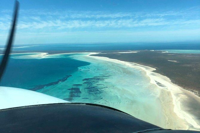 Monkey Mia Dolphins & Shark Bay Air Tour From Perth - Key Points