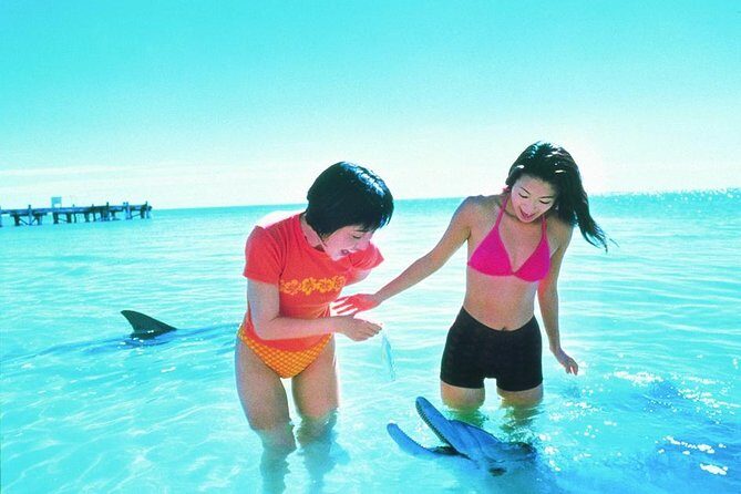 Monkey Mia Dolphins & Shark Bay Air Tour From Perth - The Experience: What to Expect at Each Step