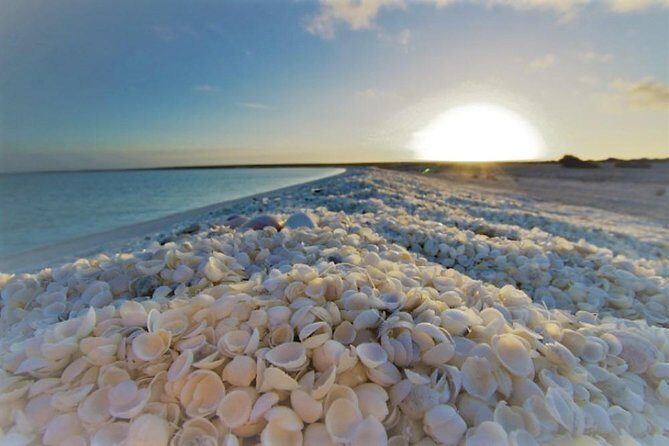 Monkey Mia Dolphins & Shark Bay Air Tour From Perth - The Sum Up: Who Should Consider This Tour?
