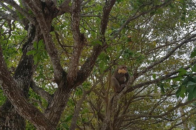 Monkey Mountain, Hai Van Pass, Lap An Lagoon, Elephant Springs (Private Tour) - Final Thoughts