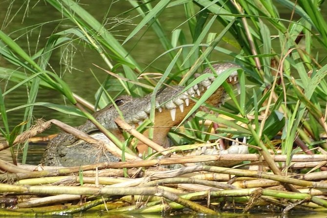 Monkey River Wildlife Encounters and Manatee Watch - Spotting the Elusive Manatees