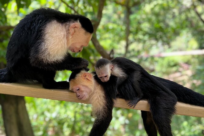 Monkey/Sloth Park + Zipline And City Tour In Roatan - Zipline Adventure