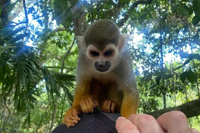 Monkey tour from Amber cove Y Taino bay Puerto Plata - The Experience—Realities and Limitations