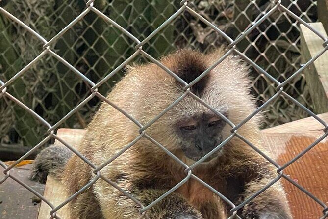 Monkey tour from Amber cove Y Taino bay Puerto Plata - Authentic Experiences and Honest Feedback