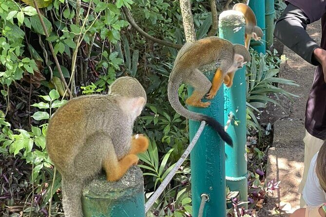 Monkey tour from Amber cove Y Taino bay Puerto Plata - Who Will Enjoy This Tour?