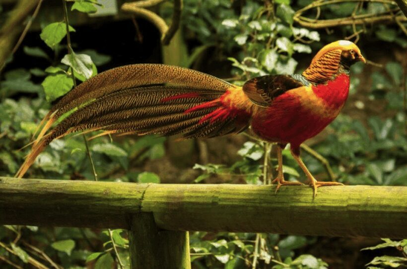 Monkeyland, Birds of Eden, Jukani - Animal Sanctuaries - Key Points