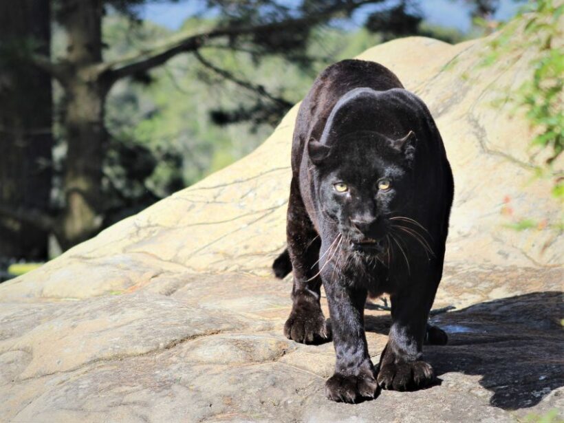Monkeyland, Birds of Eden, Jukani - Animal Sanctuaries - An In-Depth Look at the Sanctuaries and What They Offer