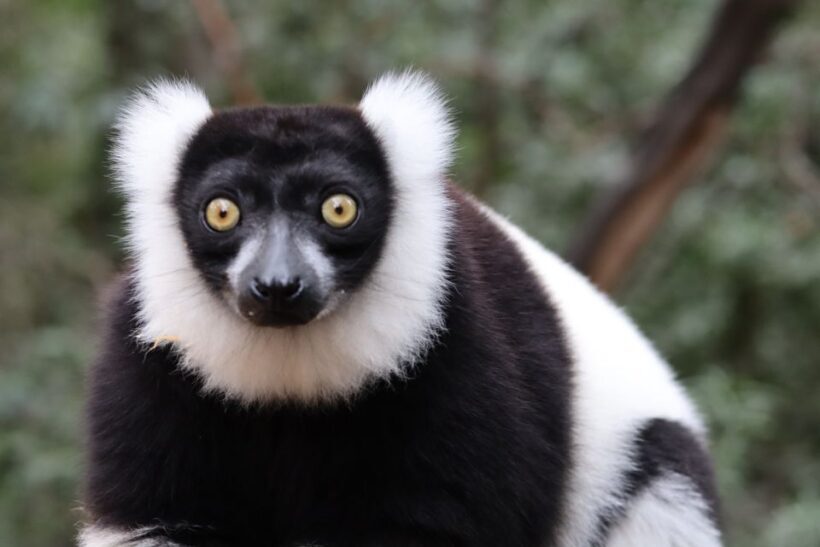 Monkeyland, Birds of Eden, Jukani - Animal Sanctuaries - Final Thoughts
