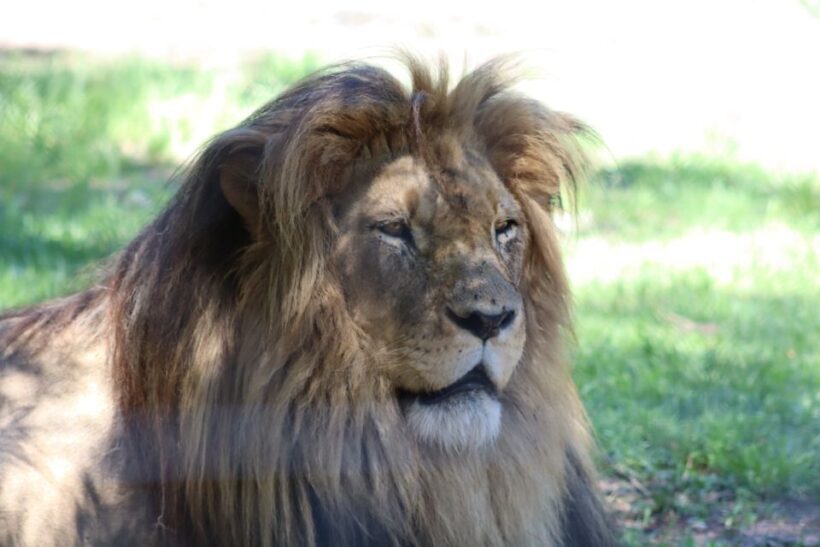 Monkeyland, Birds of Eden, Jukani - Animal Sanctuaries - FAQs