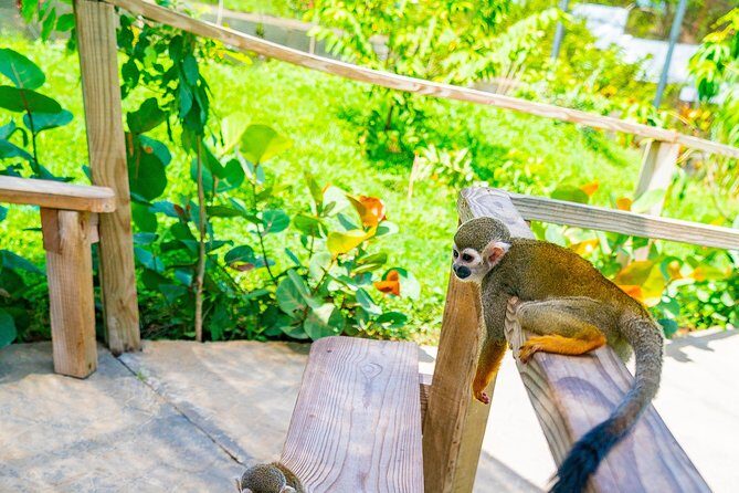 Monkeyland Puerto Plata - Who Will Love This Tour?