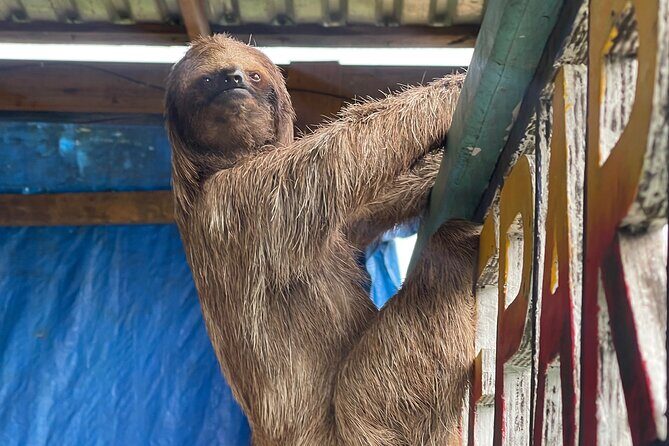 Monkeys and sloths, private tour , and beach - A Close Look at the Itinerary