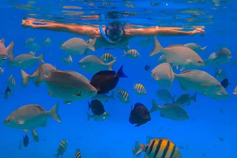 Monkeys and Snorkel Adventure in Sosúa, Puerto Plata - Why Choose This Tour?