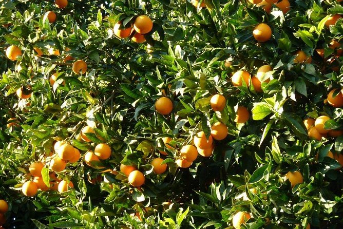 Monster Green Canyon Safari with Lunch - An Introduction to the Green Canyon Safari Experience