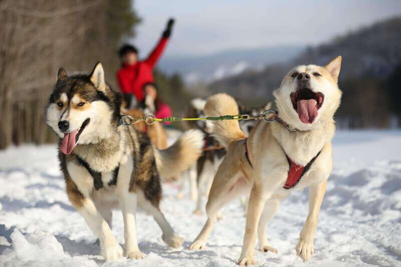 Mont-Tremblant: Guided Dogsledding Tour with Hot Chocolate - The Practicalities and What to Expect
