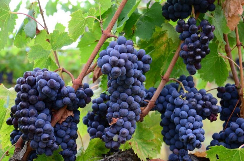 Montalcino: Brunello Wine Tasting Experience - Key Points