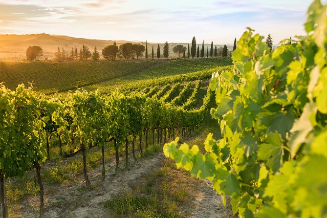 Montalcino: Brunello Wine Tasting Experience - Indulging in Tuscan Delicacies