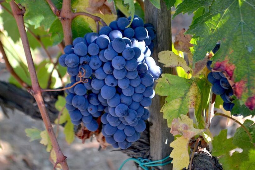 Montalcino: Small-Group Brunello Wine Tour from Florence - A Closer Look at the Montalcino Wine Tour