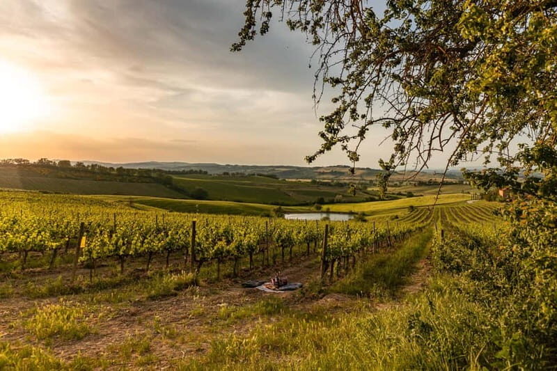 Montalcino: Vineyard Picnic with Rosso di Montalcino Wine - Key Points