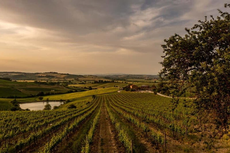 Montalcino: Vineyard Picnic with Rosso di Montalcino Wine - Why This Experience Shines