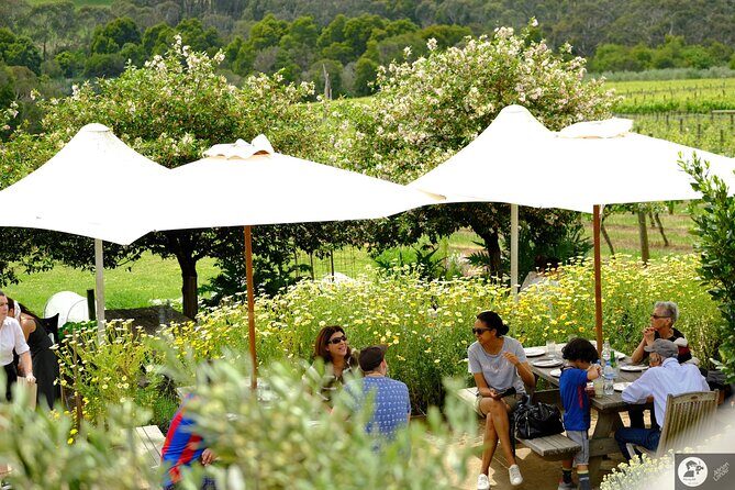 Montalto Vineyard: Mornington Peninsula Discovery Wine Tasting and Lunch - An In-Depth Look at the Montalto Tour Experience