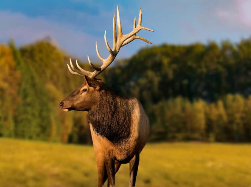 Montebello, QC: General Admission to Parc Omega - The Sum Up