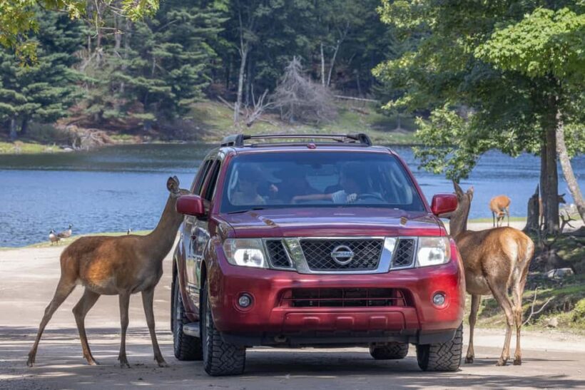 Montebello, QC: General Admission to Parc Omega - FAQs