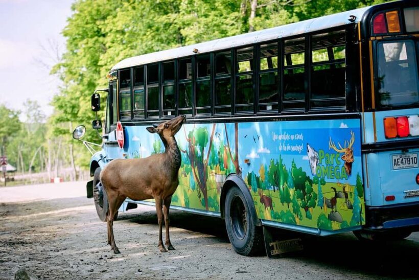 Montebello, QC: Morning VIP Tour at Parc Oméga - An In-Depth Look at the VIP Morning Tour