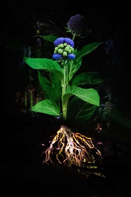 Montebello, QC: Omega Park ONIRO Immersive Experience at Night - An Evening in the Forest: What to Expect at Omega Park ONIRO