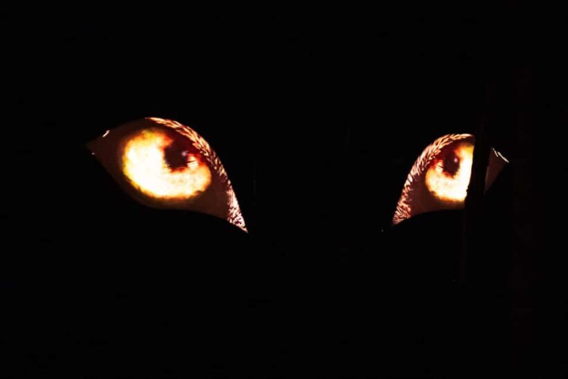 Montebello, QC: Omega Park ONIRO Immersive Experience at Night - What the Reviews Say