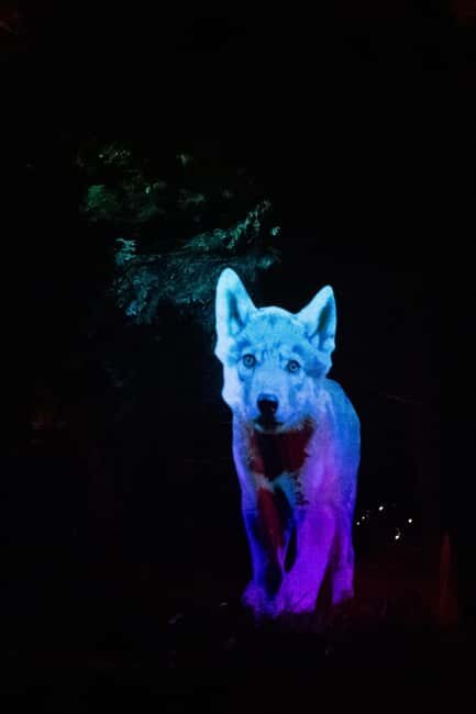 Montebello, QC: Omega Park ONIRO Immersive Experience at Night - The Experience’s Drawbacks
