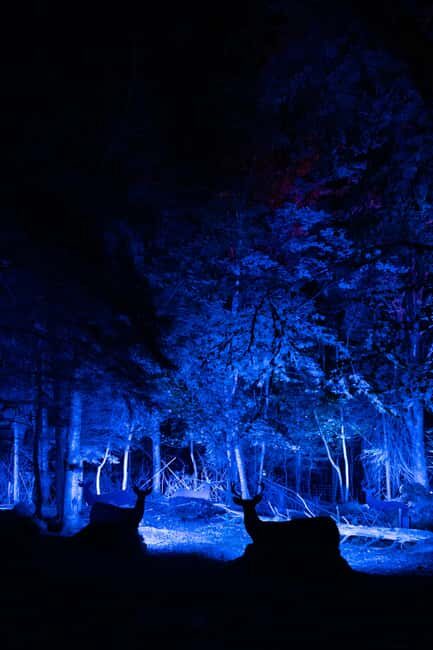Montebello, QC: Omega Park ONIRO Immersive Experience at Night - Who Will Love This Experience?