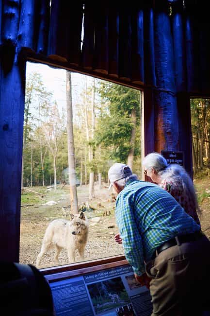 Montebello, QC: Parc Omega Wolves Experience with Cocktail & Guide - An Engaging Evening with Wolves