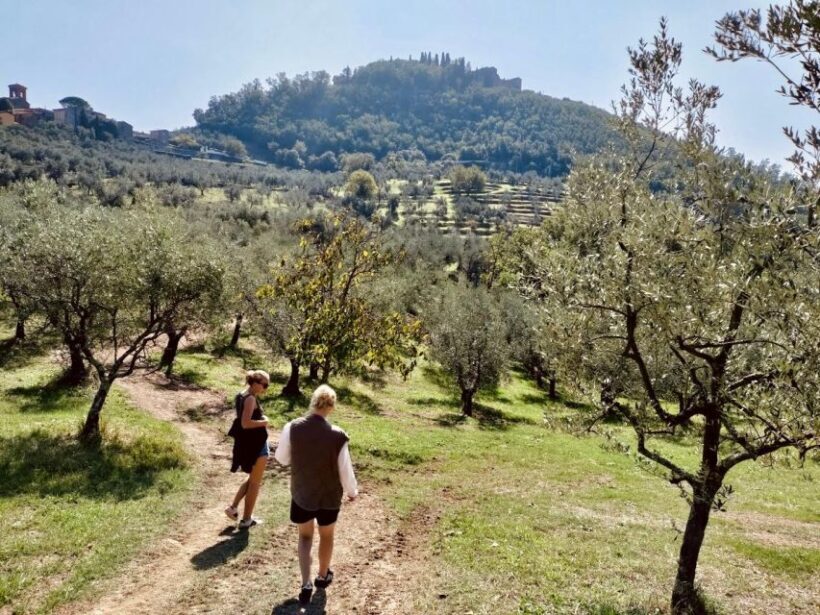 Montecatini Terme: Olive Grove Tour with Oil Tasting - A Closer Look at the Experience