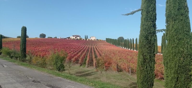 Montefalco and Bevagna Wine Tasting Full-Day Tour - Who Will Enjoy This Tour?