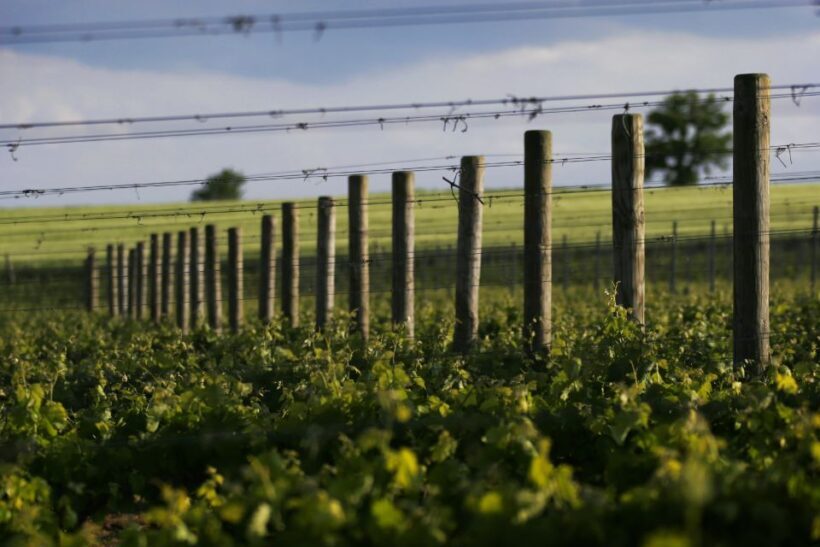 Montefalco: Winery and Vineyard Tour and Private Tasting - Who Should Consider This Experience