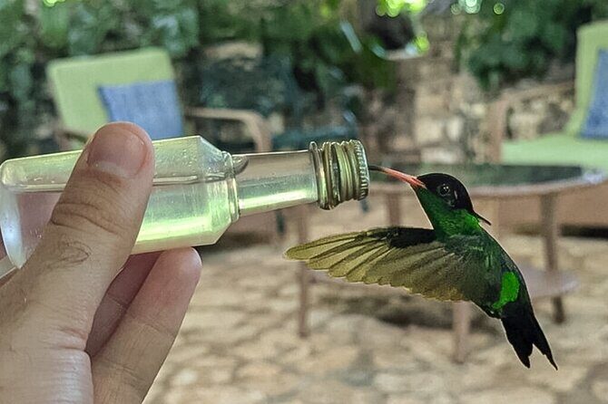 Montego Bay Bird Sancturary with Stunning Ocean Views - Key Points