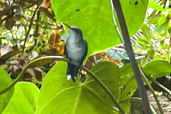 Montego Bay Bird Sancturary with Stunning Ocean Views - What is the Montego Bay Bird Sanctuary Tour?