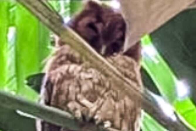 Montego Bay Bird Sancturary with Stunning Ocean Views - What’s Included and What’s Not