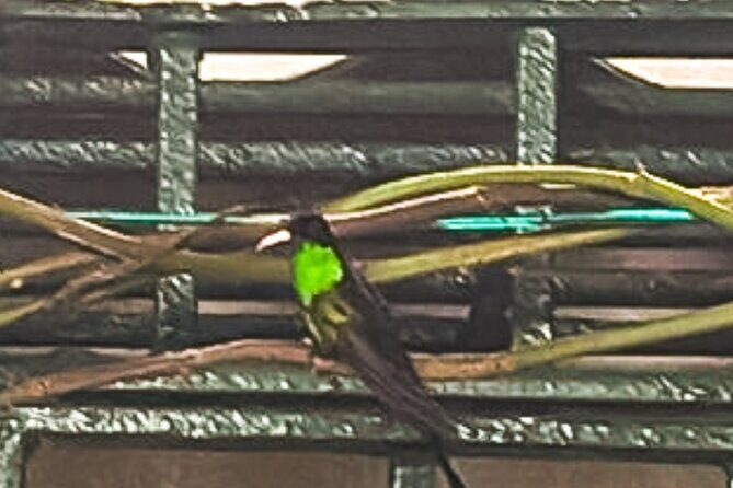 Montego Bay Bird Sancturary with Stunning Ocean Views - Authenticity and Value