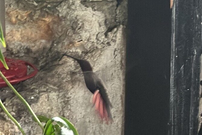 Montego Bay Bird Sancturary with Stunning Ocean Views - The Experience in Context